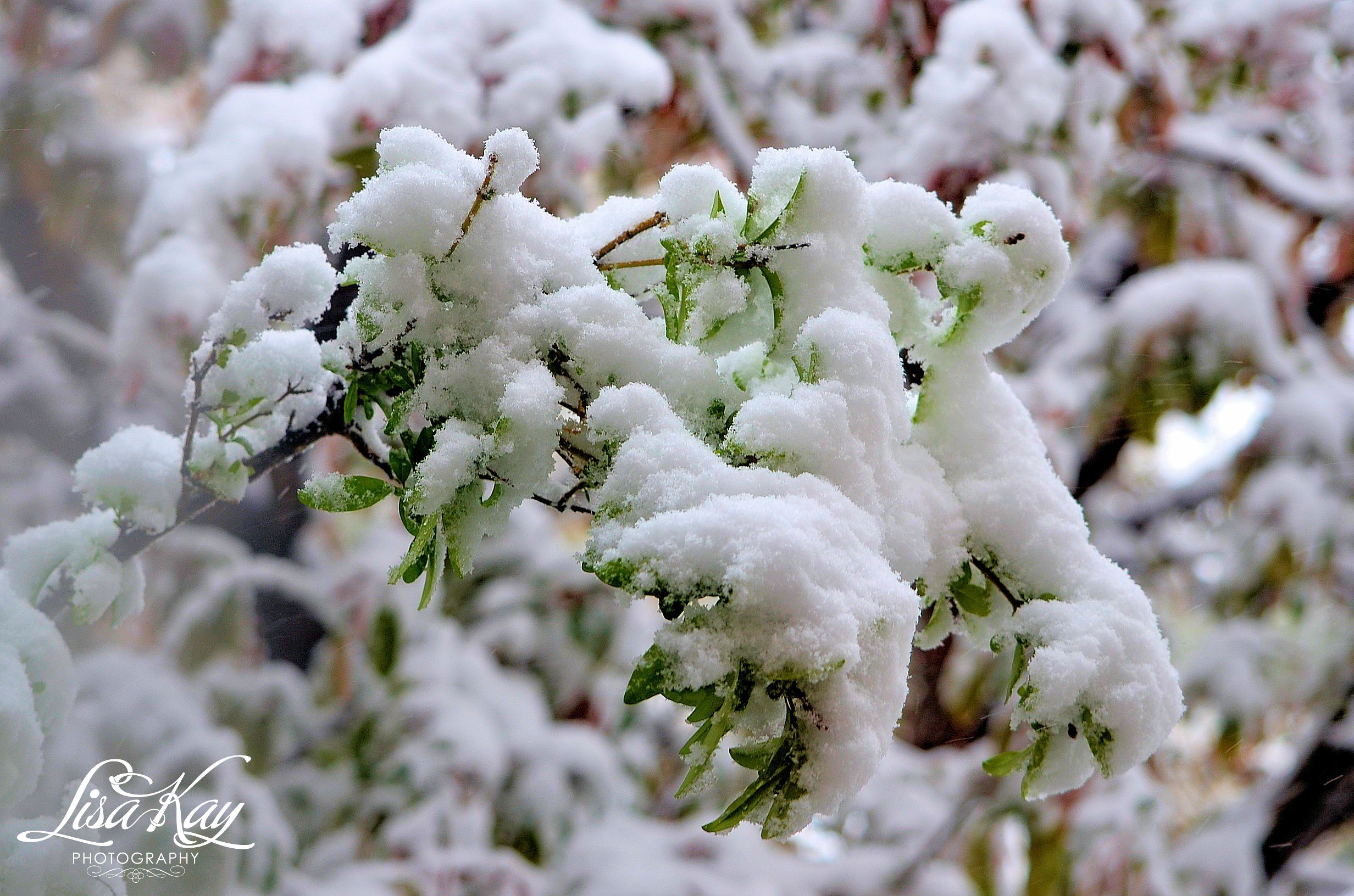 “Where Spring Blooms, There Is Hope” – lisakayphotography